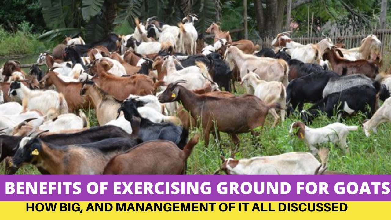 Goat Farming; Importance of An Exercising Ground in Goats - YouTube