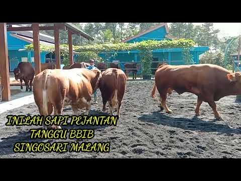 SAPI Terbesar Di BBIB Singosari Malang,😱 - YouTube