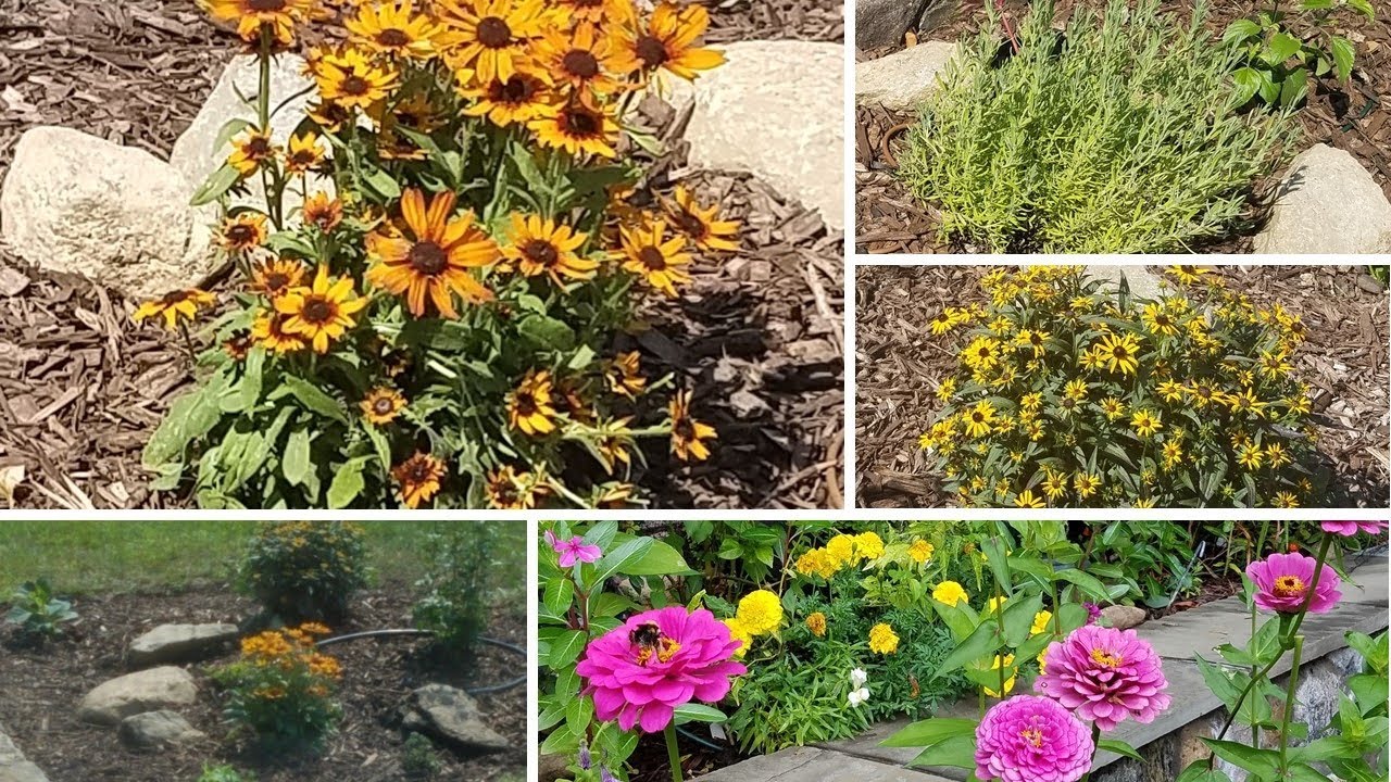 Perennials deer and rabbits won't eat - YouTube