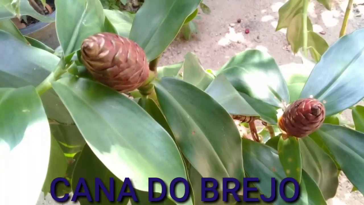 CANA DO BREJO - YouTube
