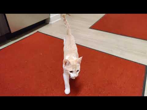 smol cat responds to clicker sound perfectly!