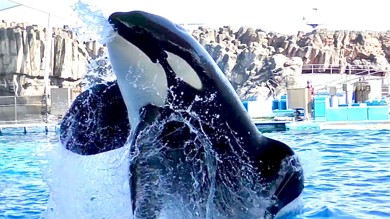 シャチ アースくんとリンちゃん 次々とジャンプを決めます【名古屋港水族館】Orca Earth-kun Lynn-chan Port of ...