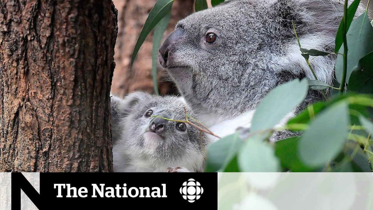 Inside a sanctuary saving koalas from Australia's bushfires - YouTube