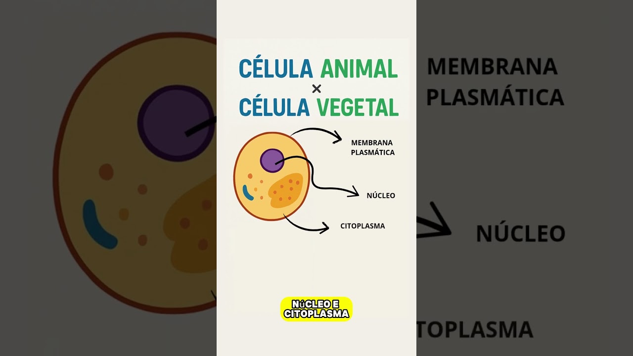 Celula Vegetal E Celula Animal