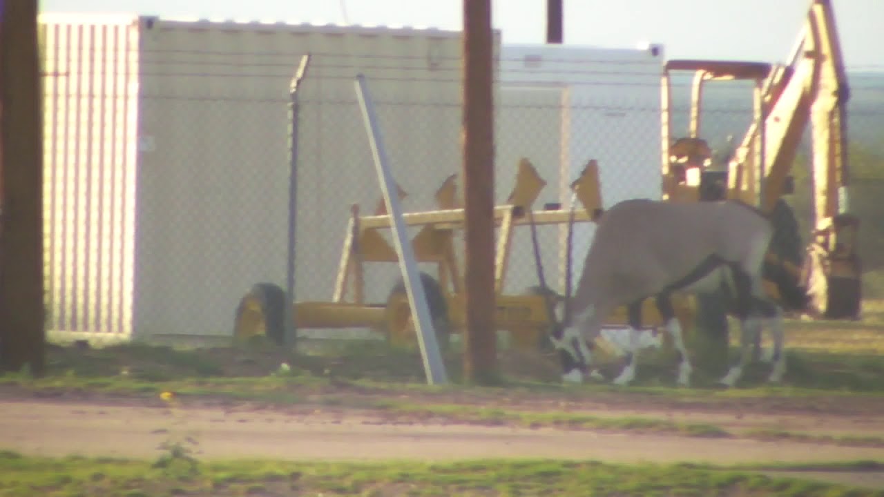 AFRICAN-AMERICAN ORYX WHITESANDS NEW MEXICO FORT BLISS, TEXAS US ARMY ...