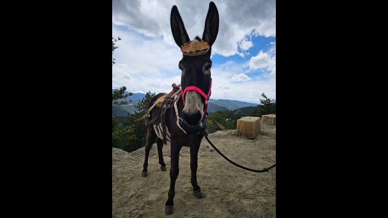 Goldy's Farm. Videos with Pockets Courtesy of Amber Wann's FB 😍 - YouTube