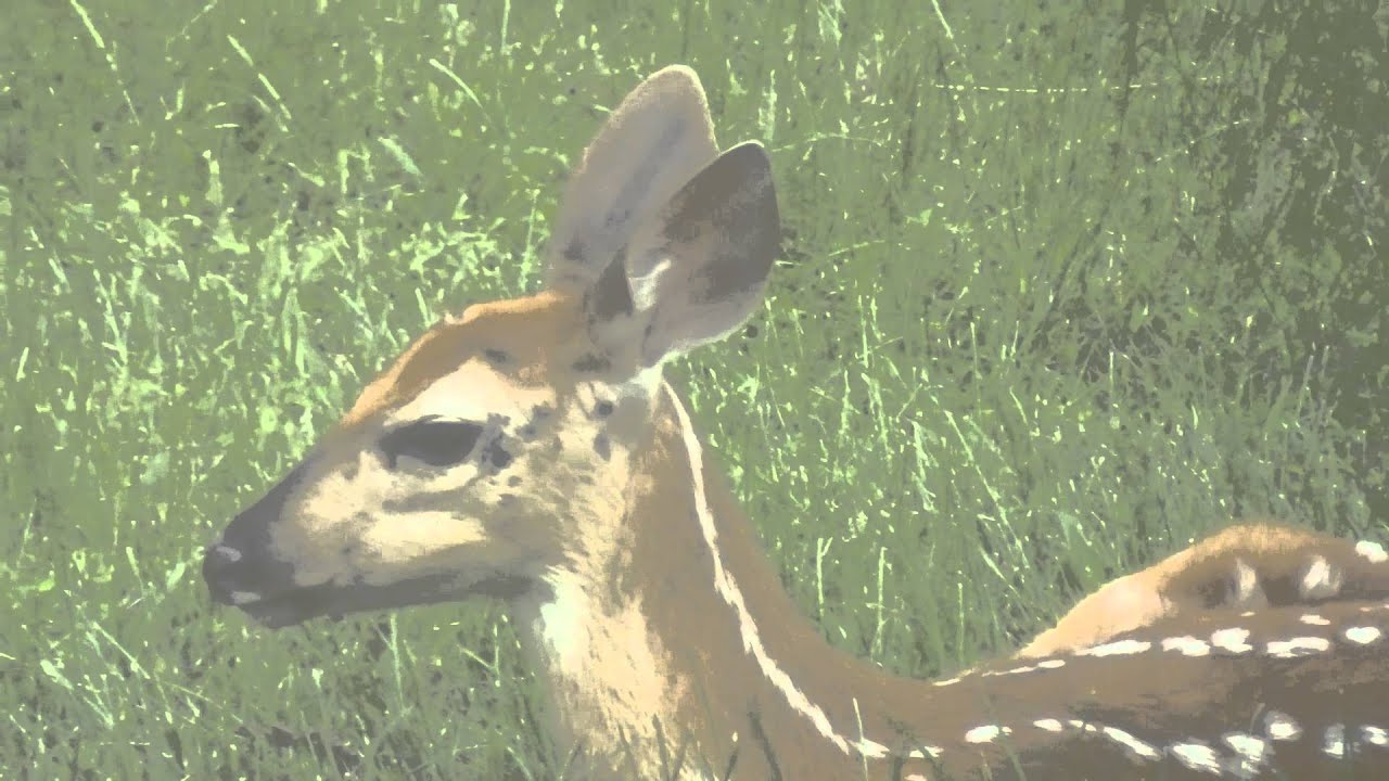 Fawns resting and ruminating or chewing the eaten food 1 - YouTube