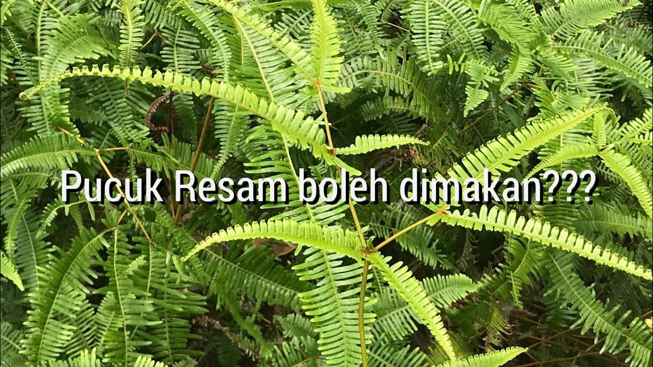 Cooking Wild Fern ( Stichorus Truncatus) - YouTube