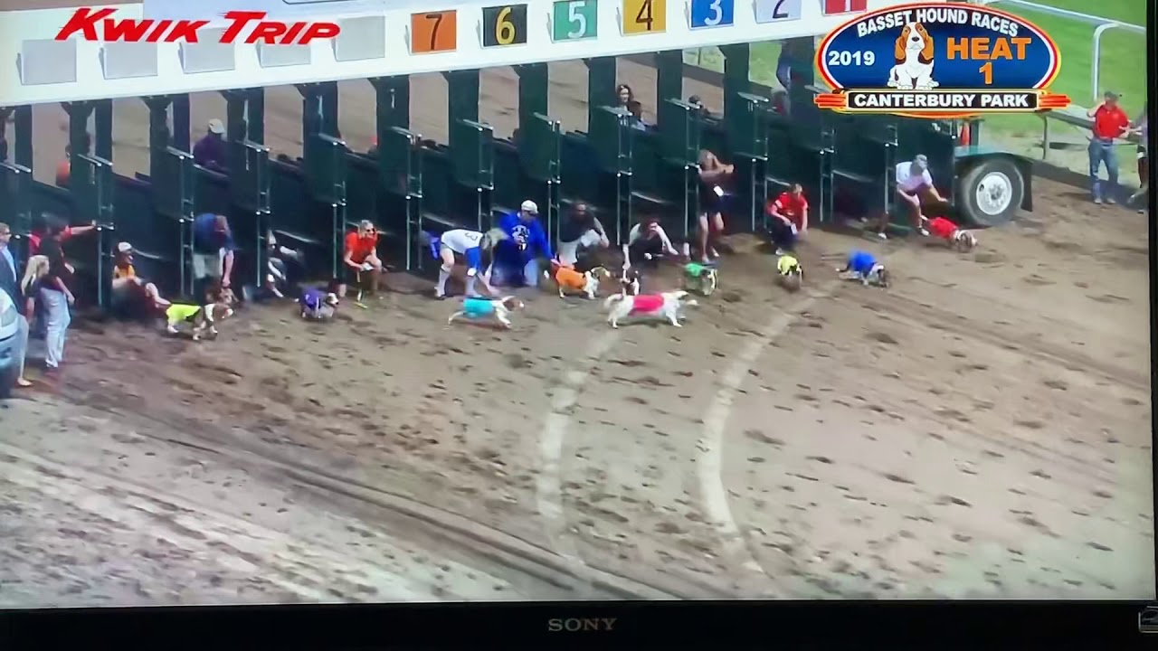 Wild Willie’s basset hound race 2019 - YouTube