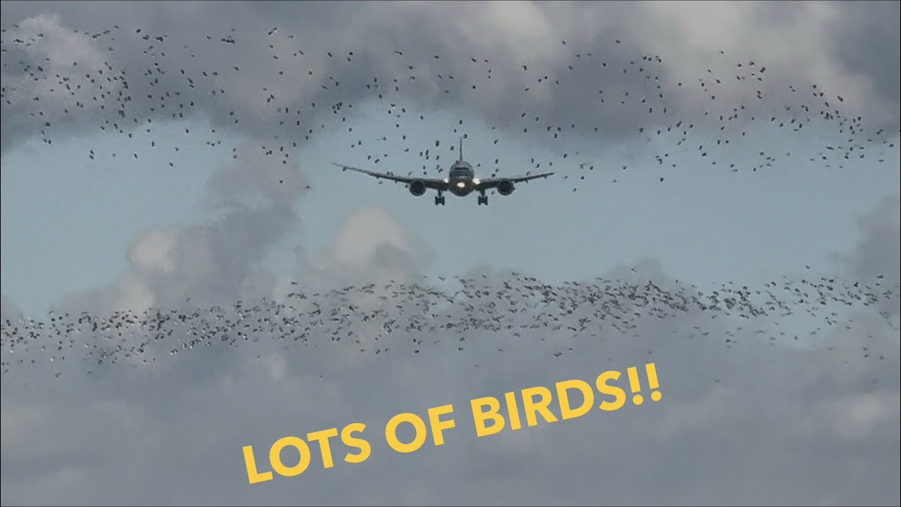 Birds Everywhere! Multiple Landings Through Flocks of Birds | Amsterdam ...