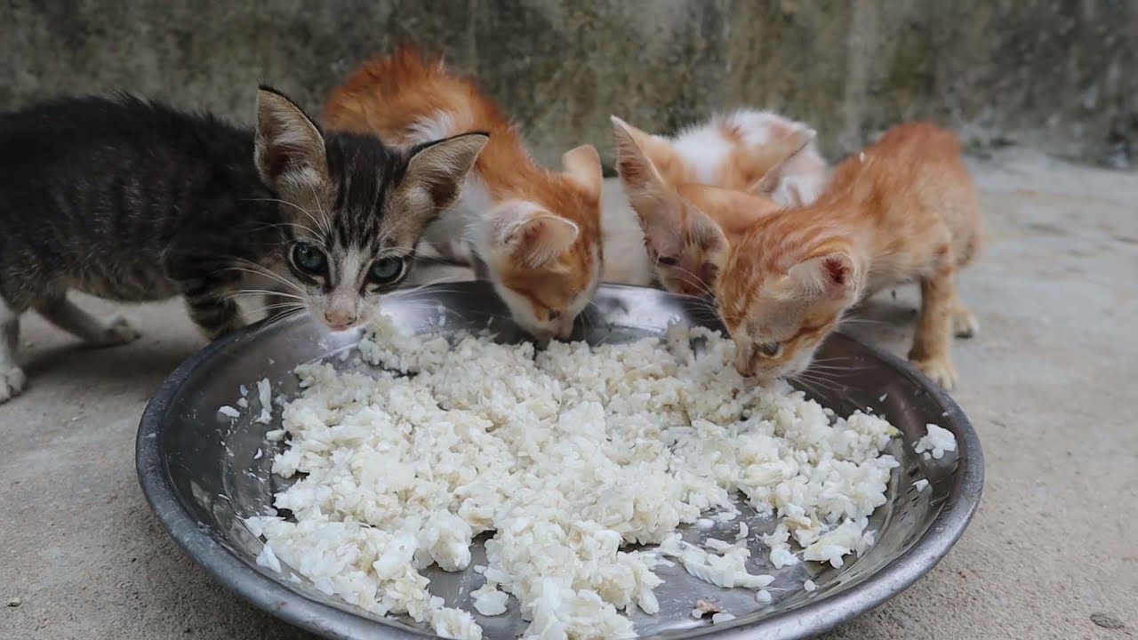 No Mother - Poor Kitten Eating Rice with fish - YouTube