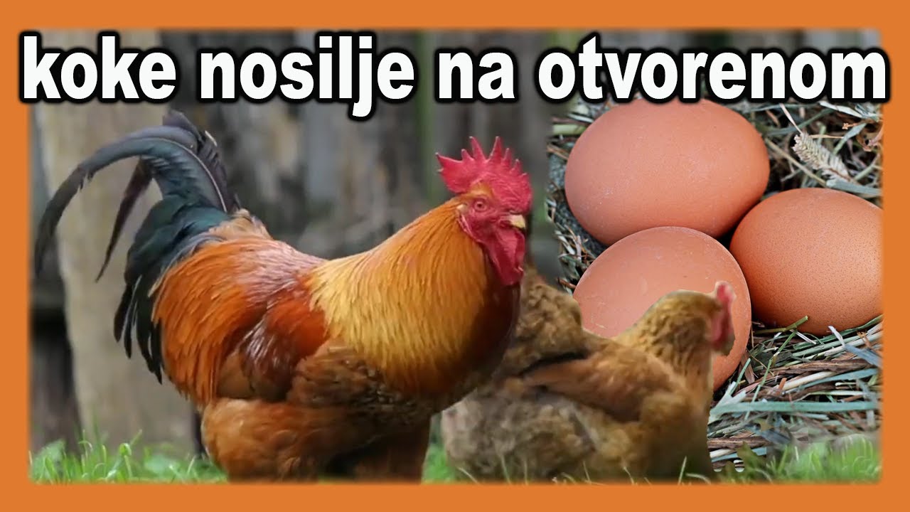 Koke nosilje na otvorenom - saveti za kokoške nosilje - YouTube