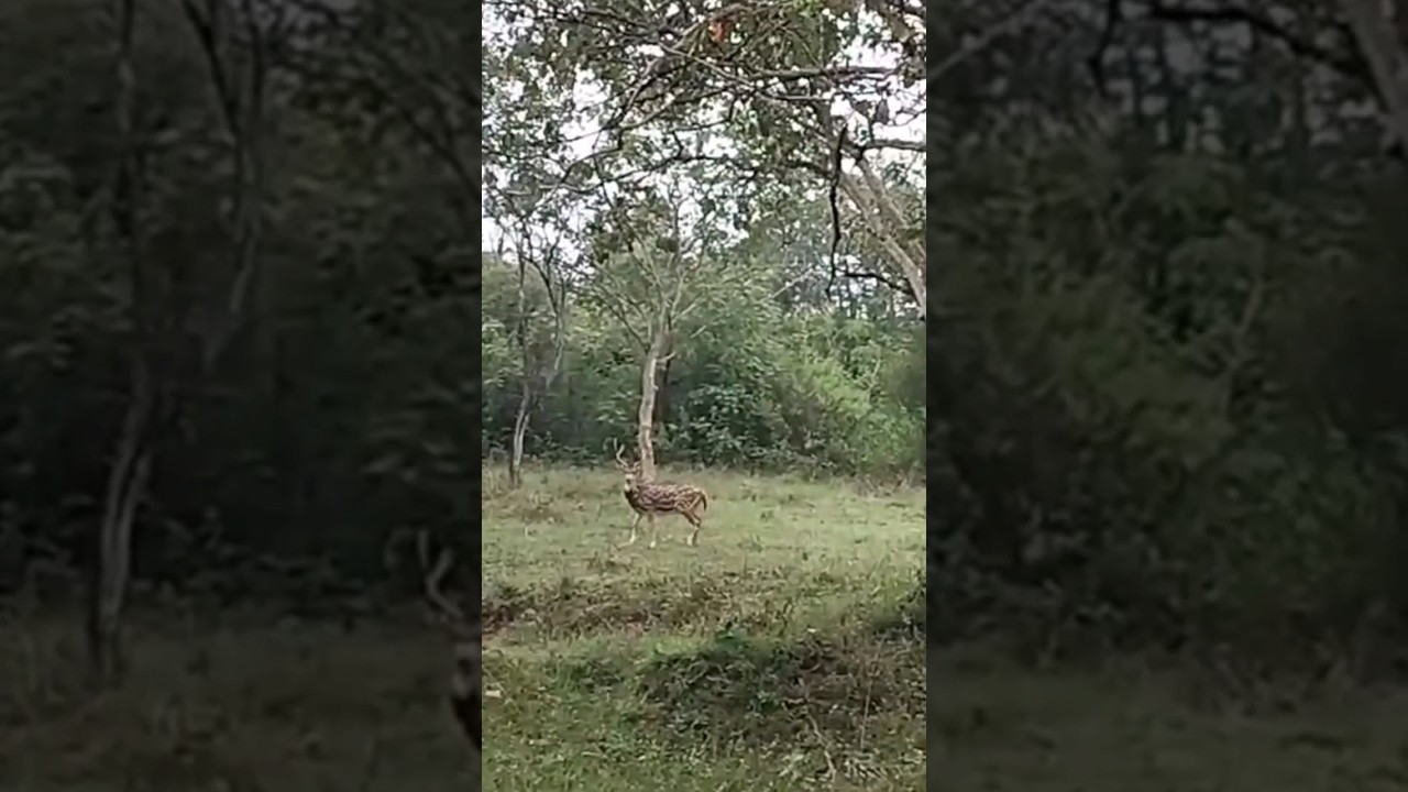 HUGE DEER 🦌#deer #deerlife #husk #wildlife #wildanimals #deerfight # ...