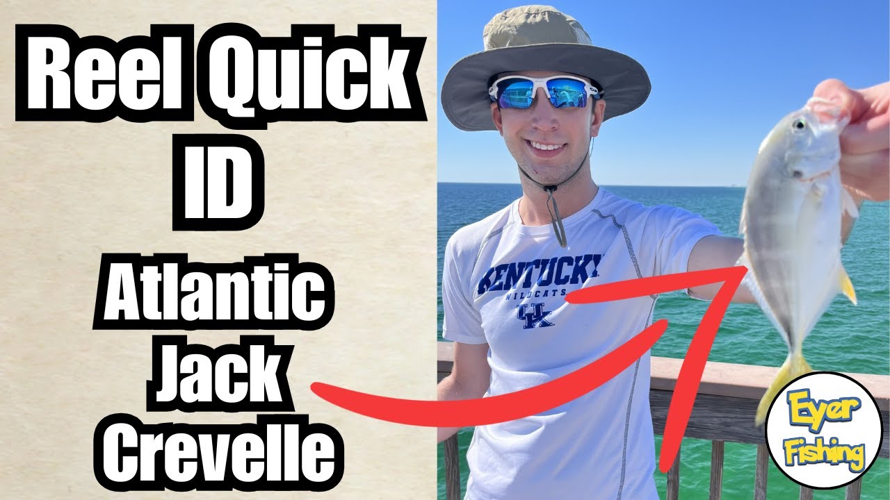 How to Identify Atlantic Jack Crevelle (Caranx hippos) | Saltwater Fish ...