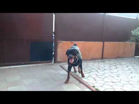 Rottweiler guarding - YouTube