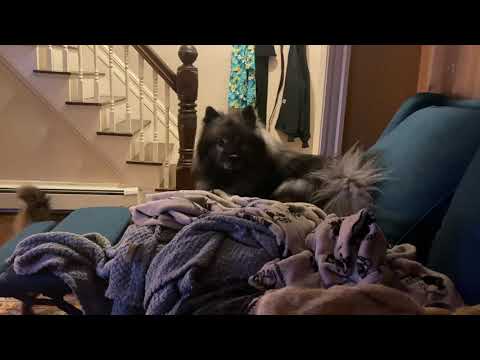 Cute Keeshond Is Really Excited For Dinner!