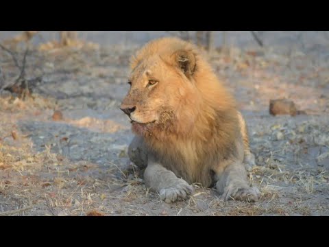 Lions: Ntwadumela roaring in his territory! - YouTube
