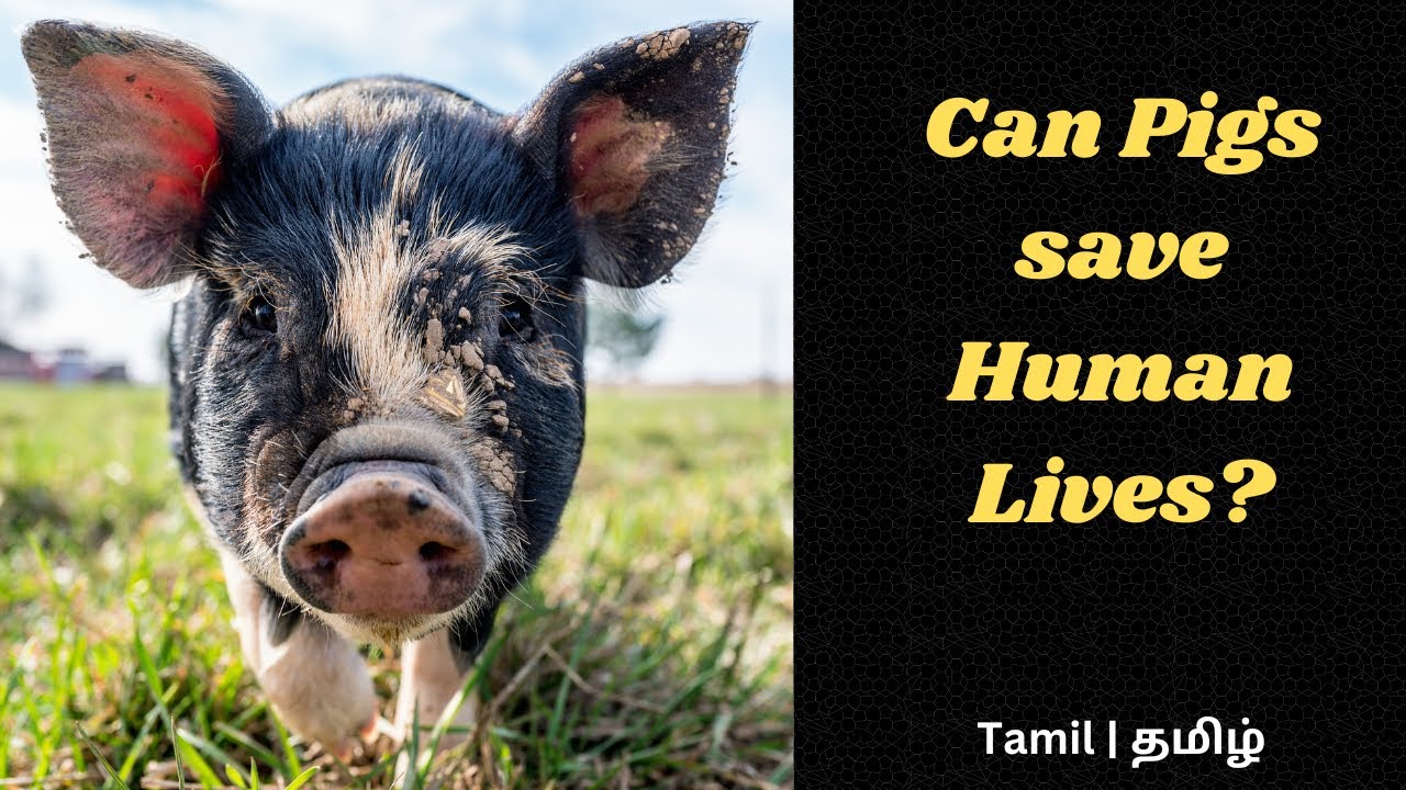 Can Pigs save Humans? | Pig Kidney Transplant | Xenograft ...