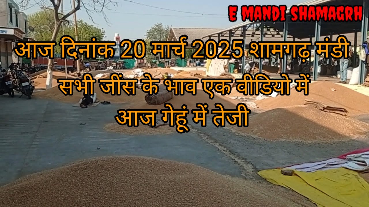 Shamgarh mandi bhav 20 march 2025 - YouTube