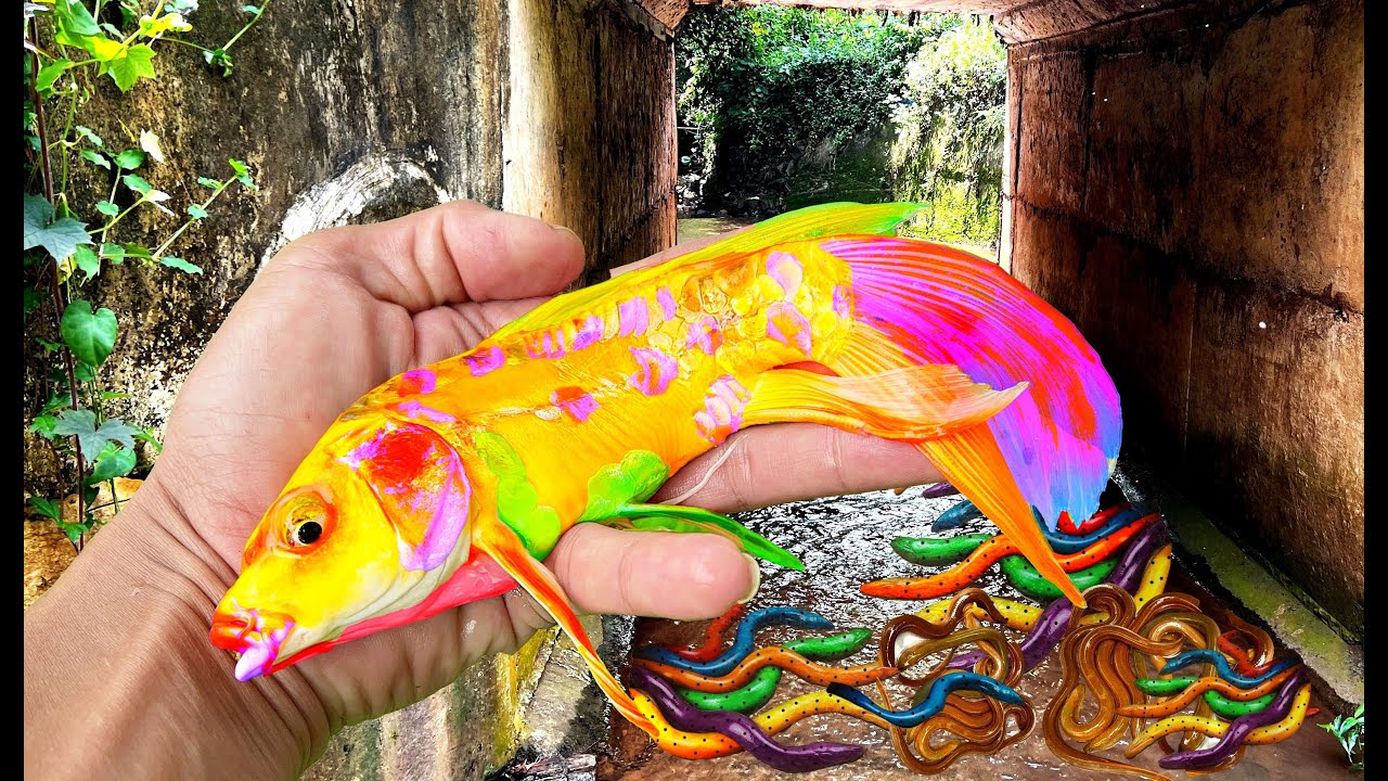 Catching Carp Fish, Frogs, turtle in Lakes - streams, koi fish, catfish ...