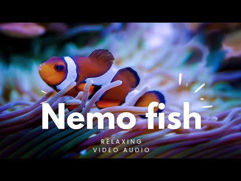 Relaxing music nemo fish and anemone | calm music | underwater ...