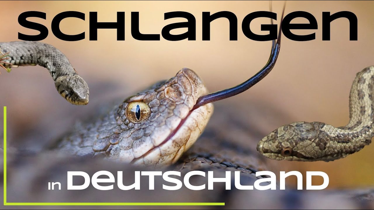 Ringelnatter, Kreuzotter und Co. - Alle Schlangen Deutschlands - YouTube