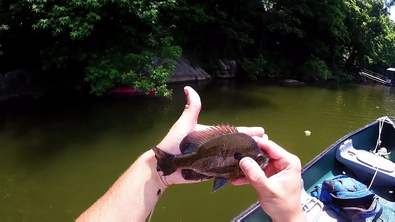 Catching big bluegills - YouTube