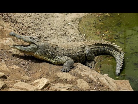 Young and dangerous crocodiles on the loose in South Africa
