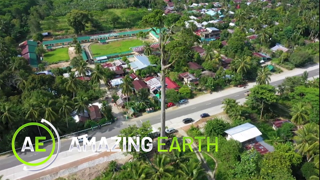 Amazing Earth: Saving the sacred Alegria ‘toog’ tree - YouTube