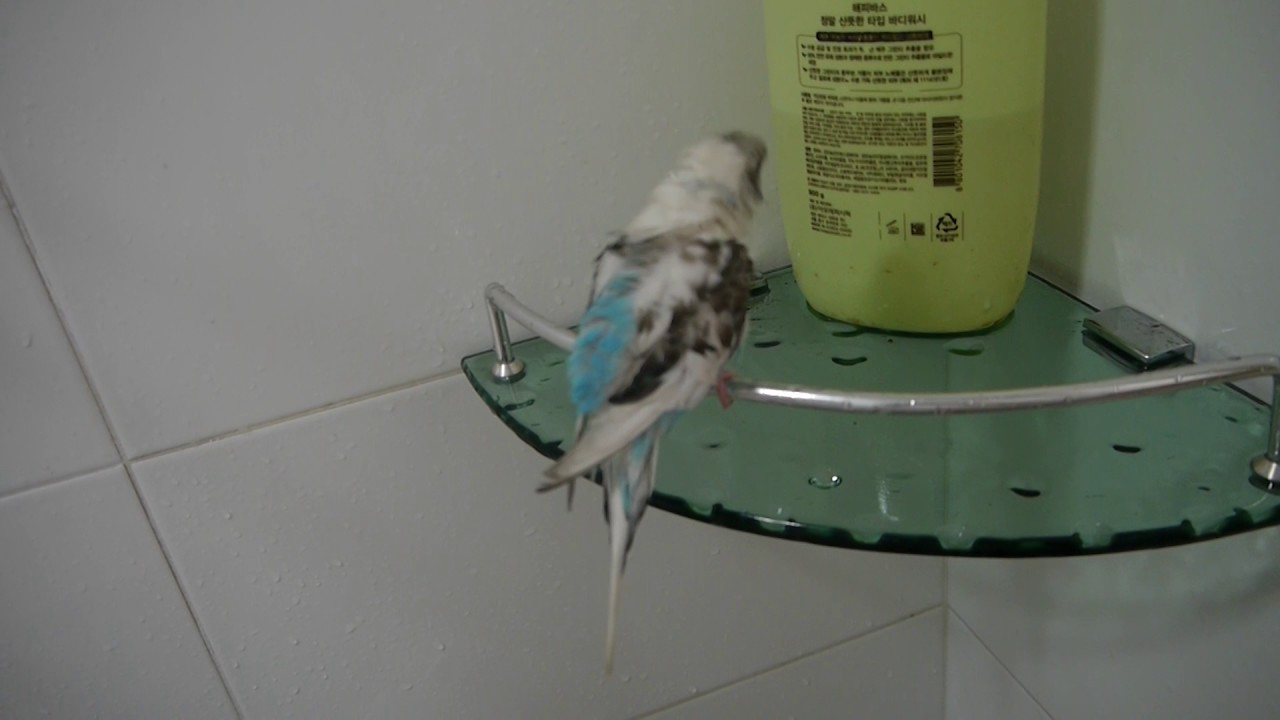 [사랑앵무/큐이] 목욕법? (love parrot take the shower ?) - YouTube