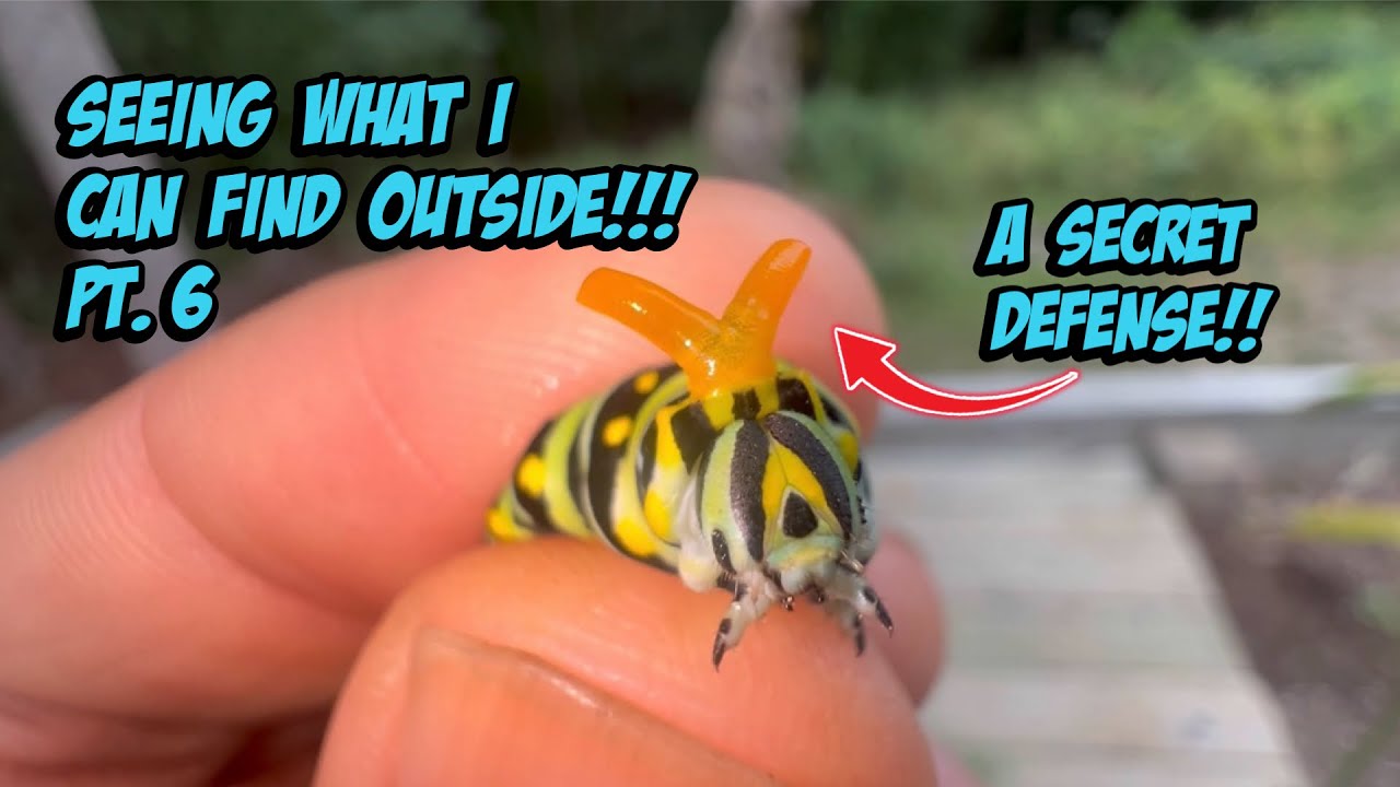 Seeing What I Can Find Outside!!! Part 6 - YouTube