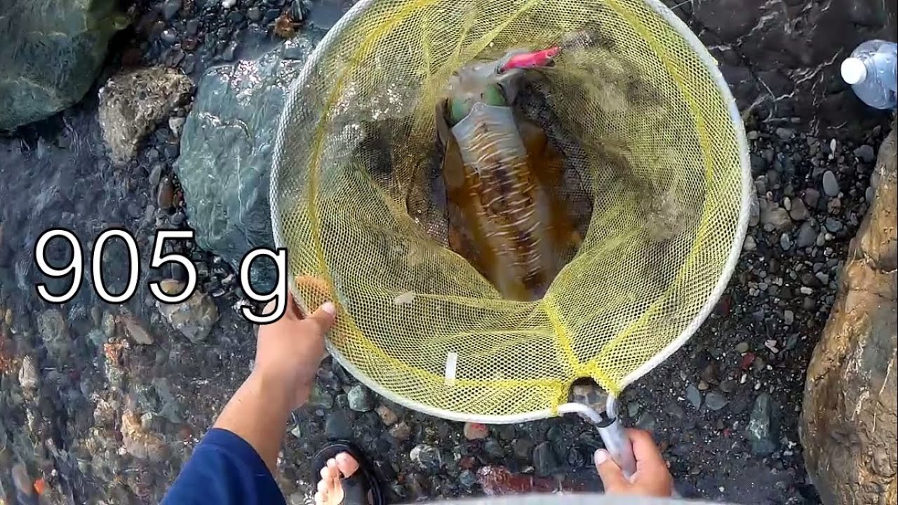 Mencandat Sotong, Eging Squid Fishing, Dataran Bengkoka dan Mempakad ...