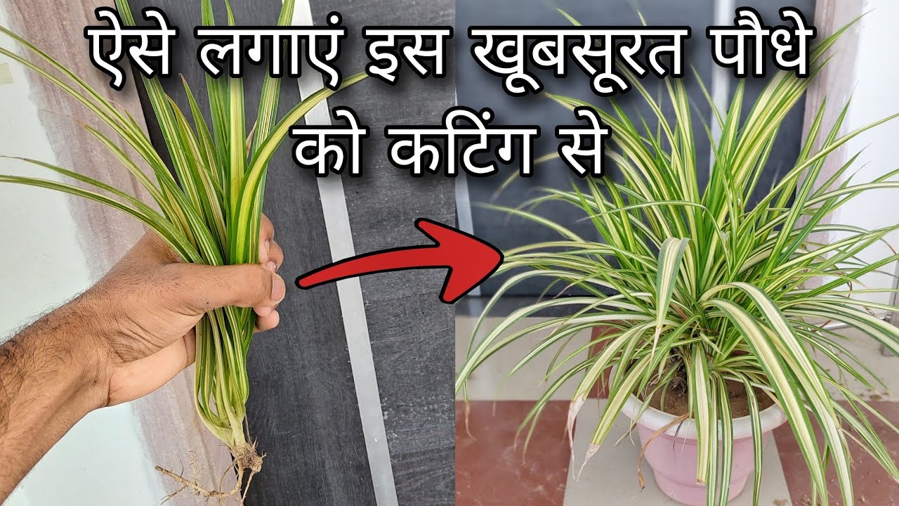 pandanus plant | pandanus plant propagation and care | #pandanus #plant ...