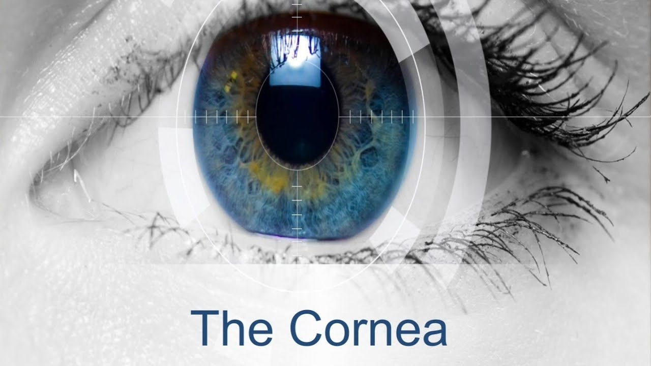 The Cornea 2 - YouTube