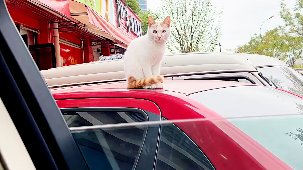 "Would you like to get in my car?" The man invited the stray cat,and it ...