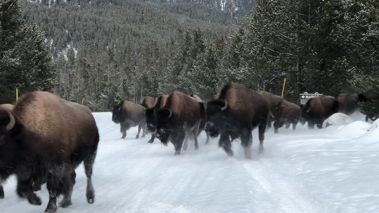 Bison hunted by Wapiti wolf pack in Yellowstone National Park - YouTube