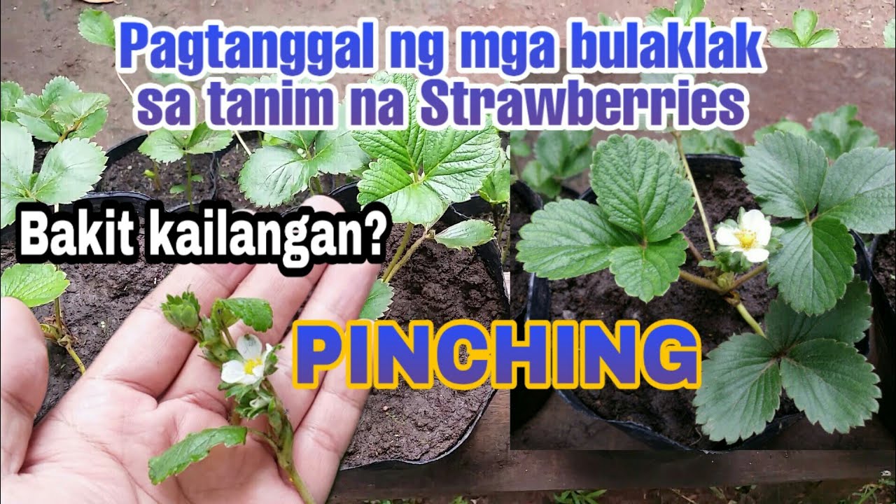 PINCHING SA TANIM NA STRAWBERRIES - PAANO GINAGAWA AT BAKIT KAILANGAN ...