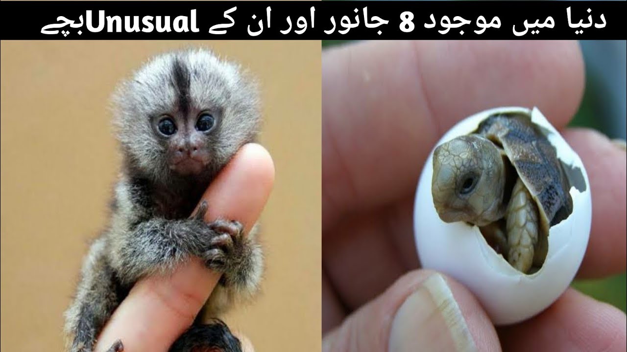 8 Most Unusual Baby Animals In The World|دنیا کے سب سے انوکھے جانور وں ...