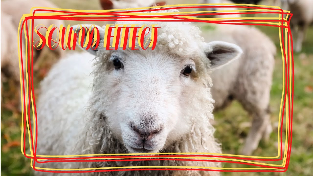 SHEEP/GOAT BAA SOUND EFFECT/SOURCE - YouTube