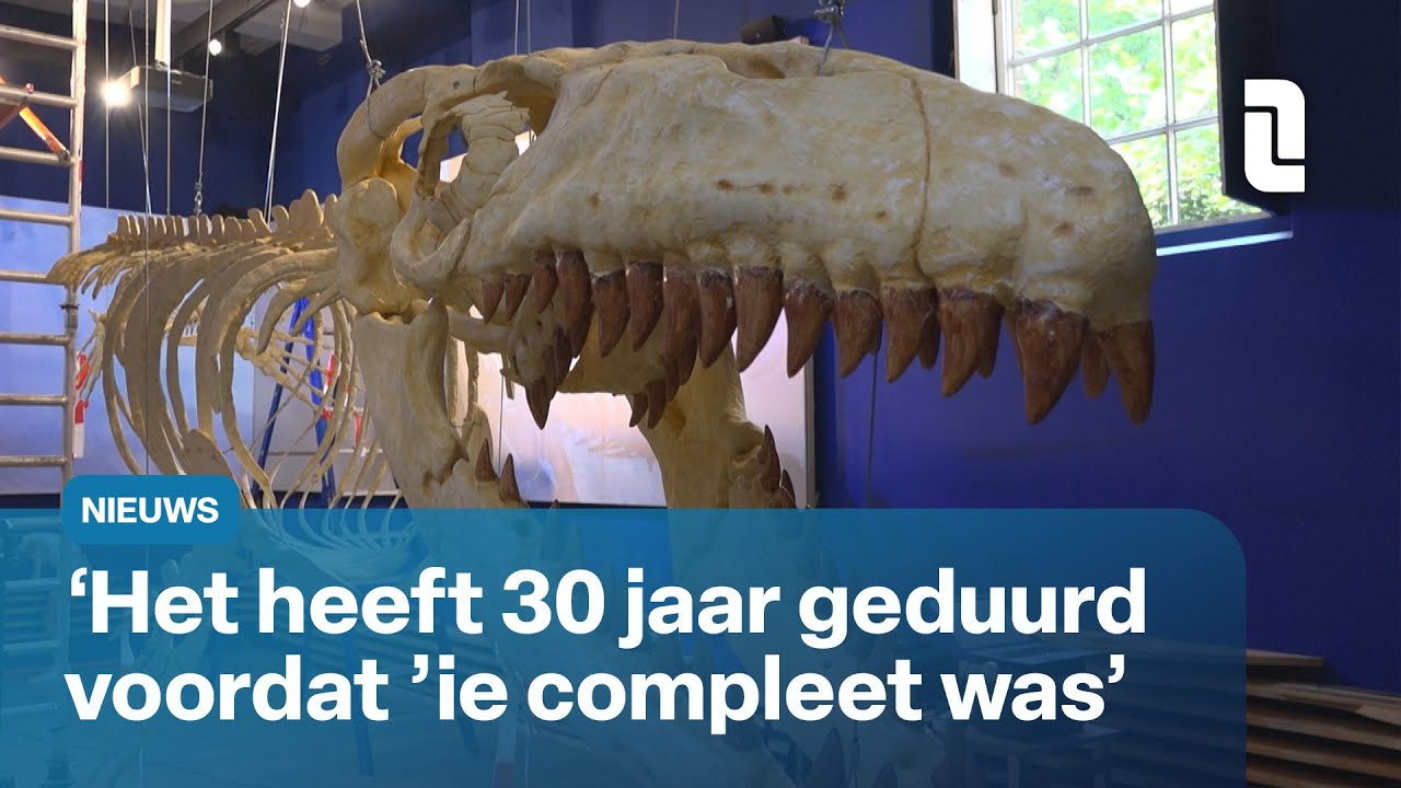 Ontmoet mosasaurus Bèr op ware grootte in Maastricht 🦖 | L1Nieuws - YouTube