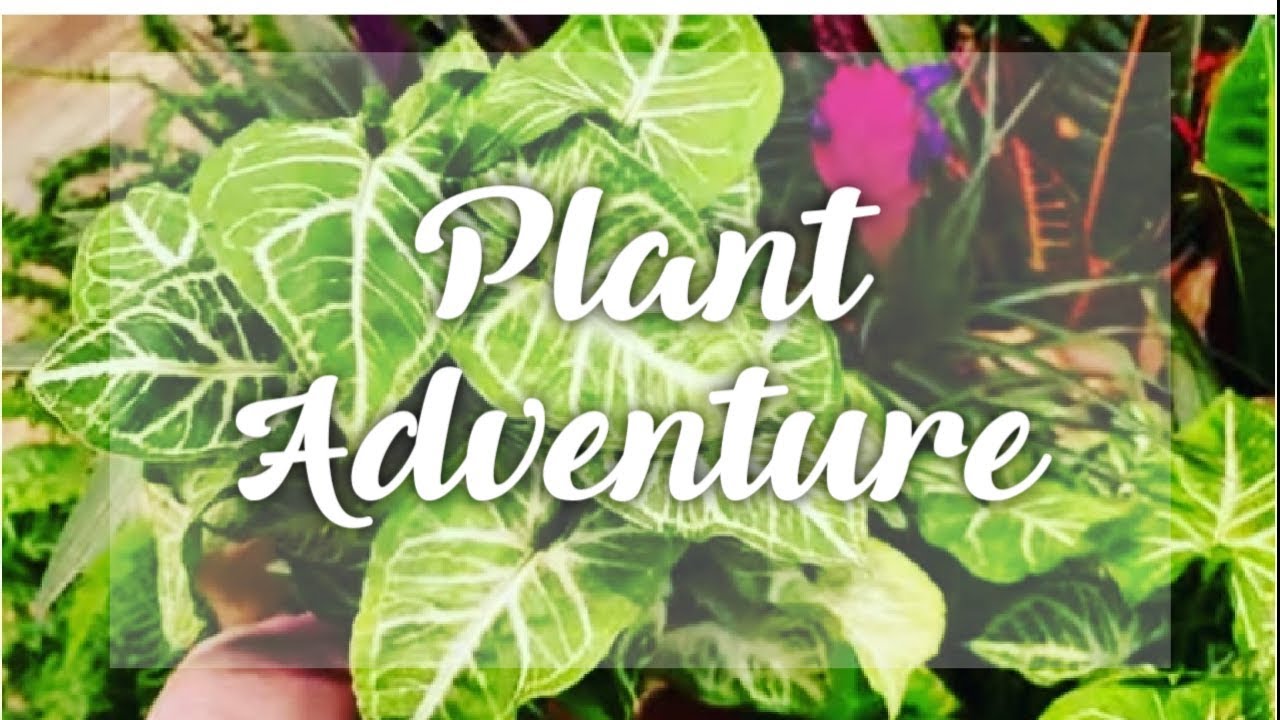 Plant Adventures | Searching for a ZZ Raven - YouTube