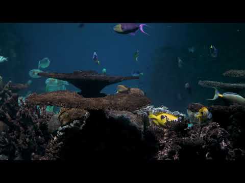 Sea underwater fish HD stock video｜Free stock 4K video footage ｜No copyright video