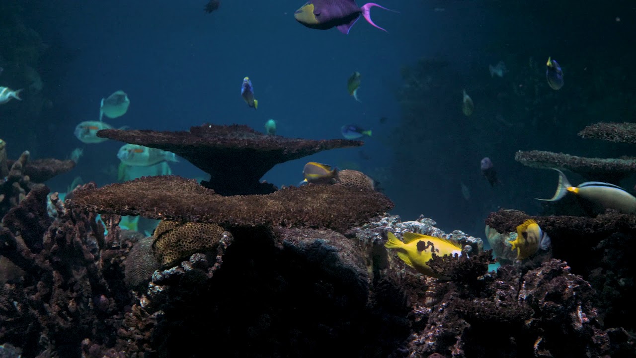 Sea underwater fish HD stock video｜Free stock 4K video footage ｜No ...