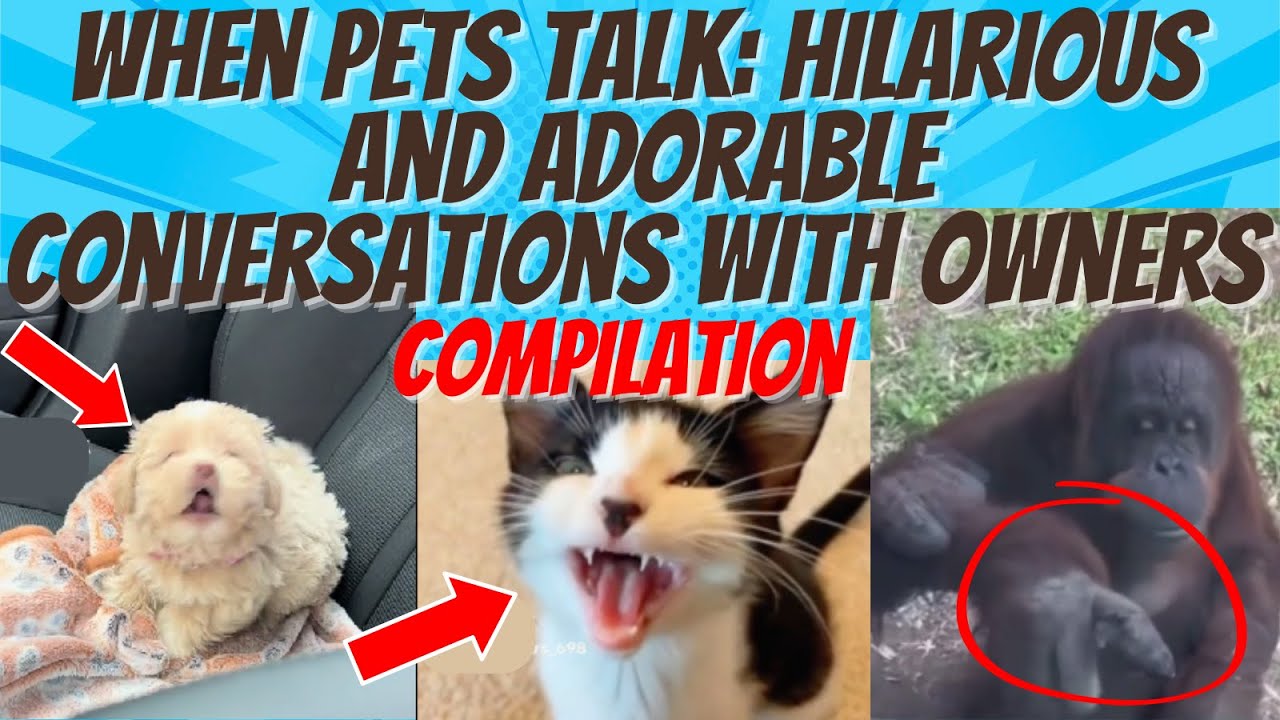 Pets That Sound Human! When Pets Talk Hilarious & Adorable ...
