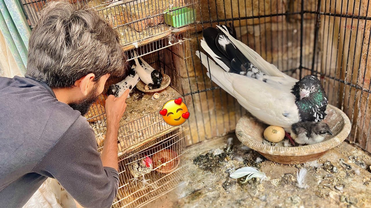 Pigeon Hatched a Chicken 🐣 - YouTube