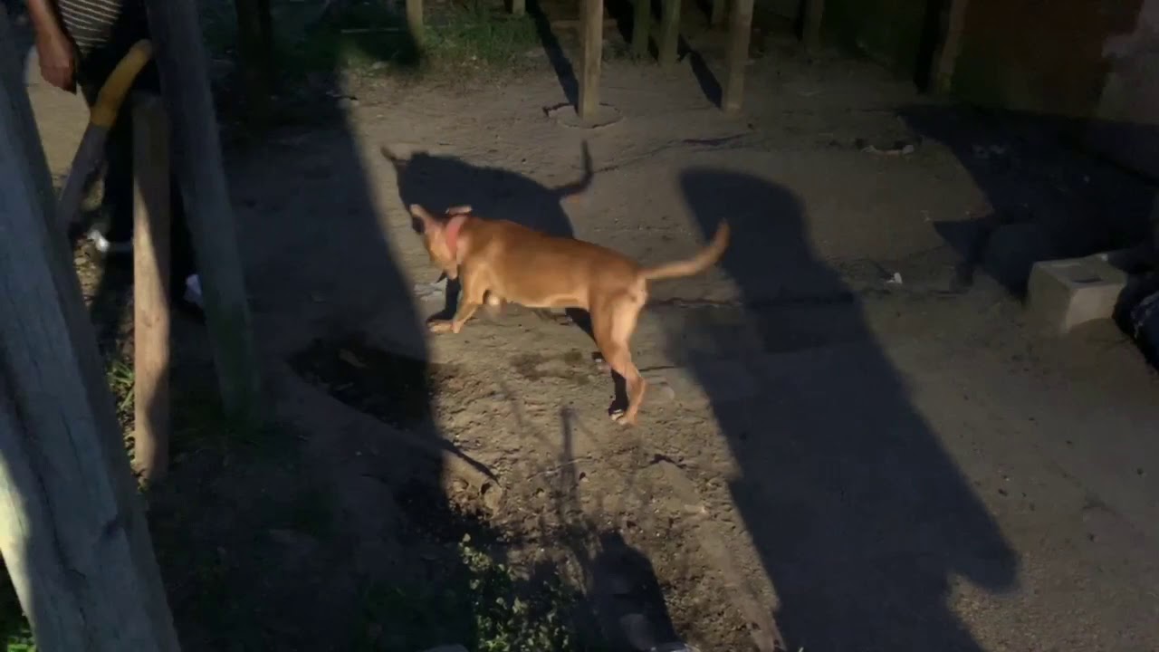 REDBOY JOCKO PITBULL REACTS TO STRANGER! - YouTube