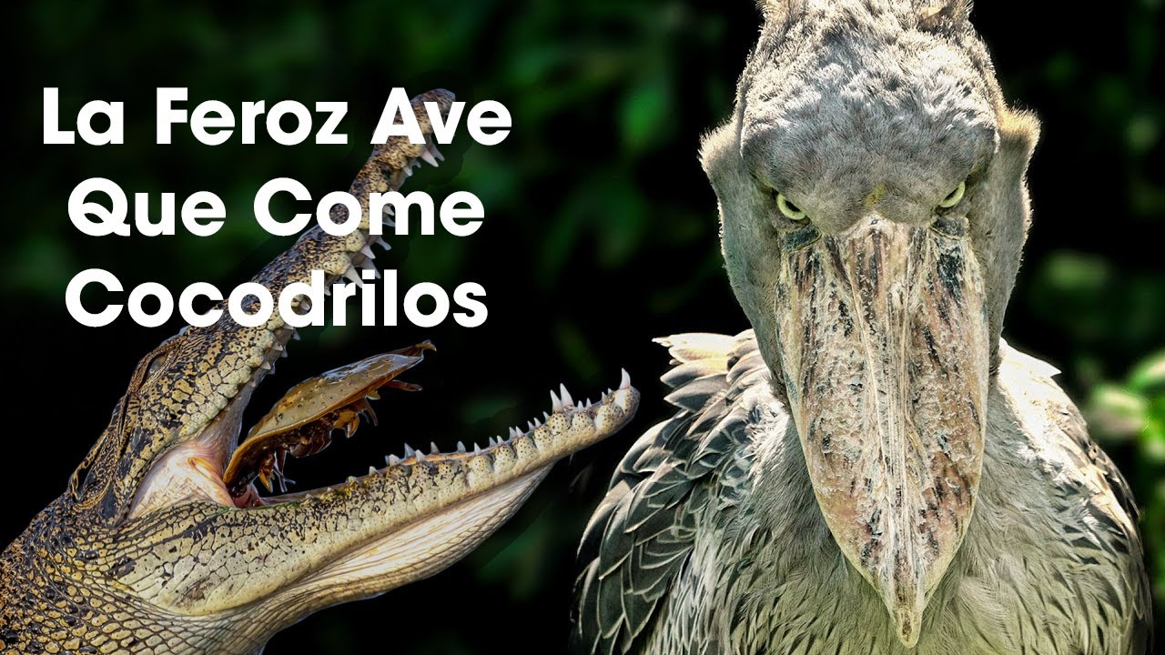 LA VERDADERA HISTORIA DEL Picozapato | Shoebill - YouTube