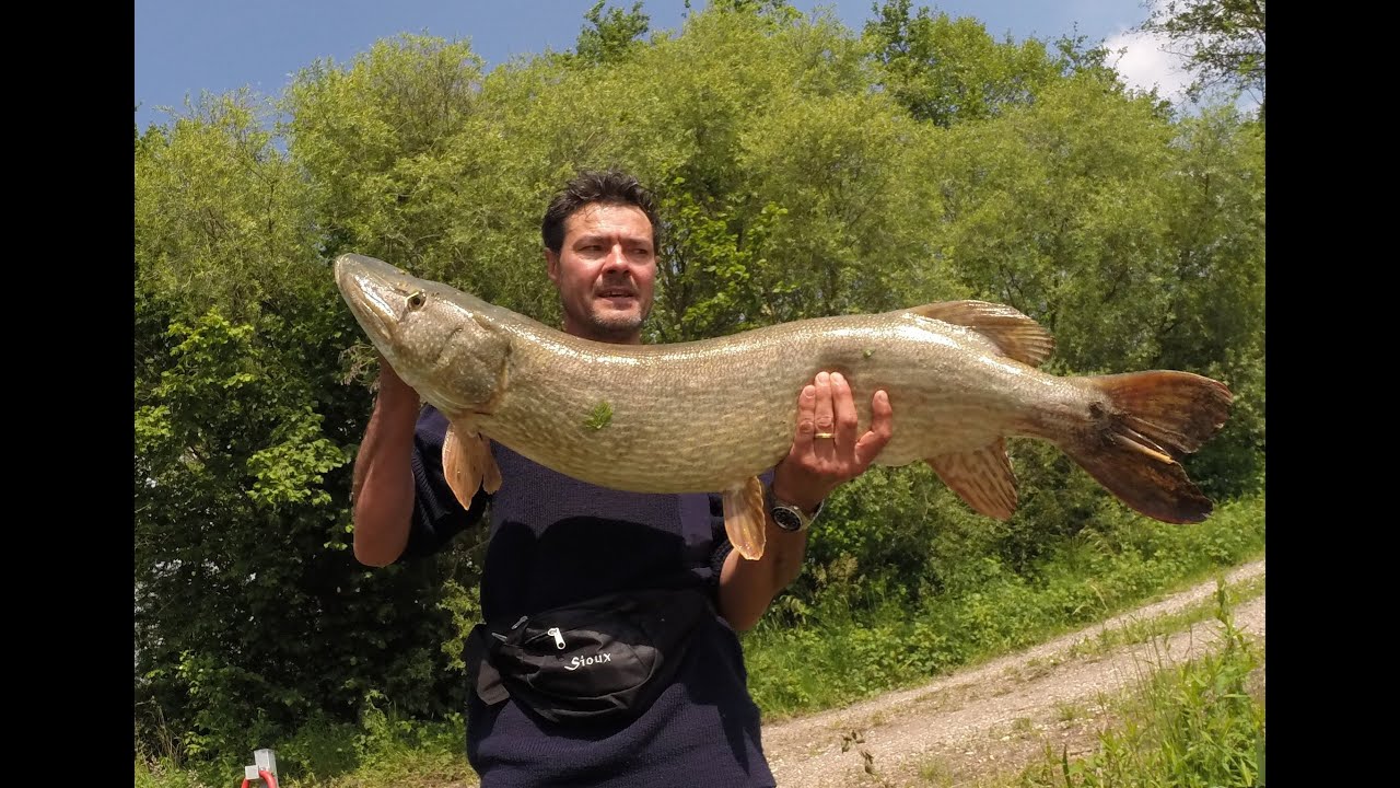 Bissdrill Monster Fisch Hecht 113cm - YouTube