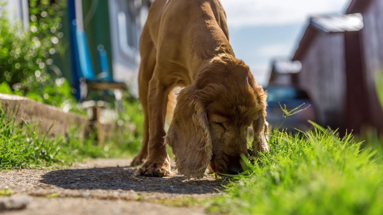 Maintaining Your Cocker Spaniel s Dental Health with Chews and Treats ...