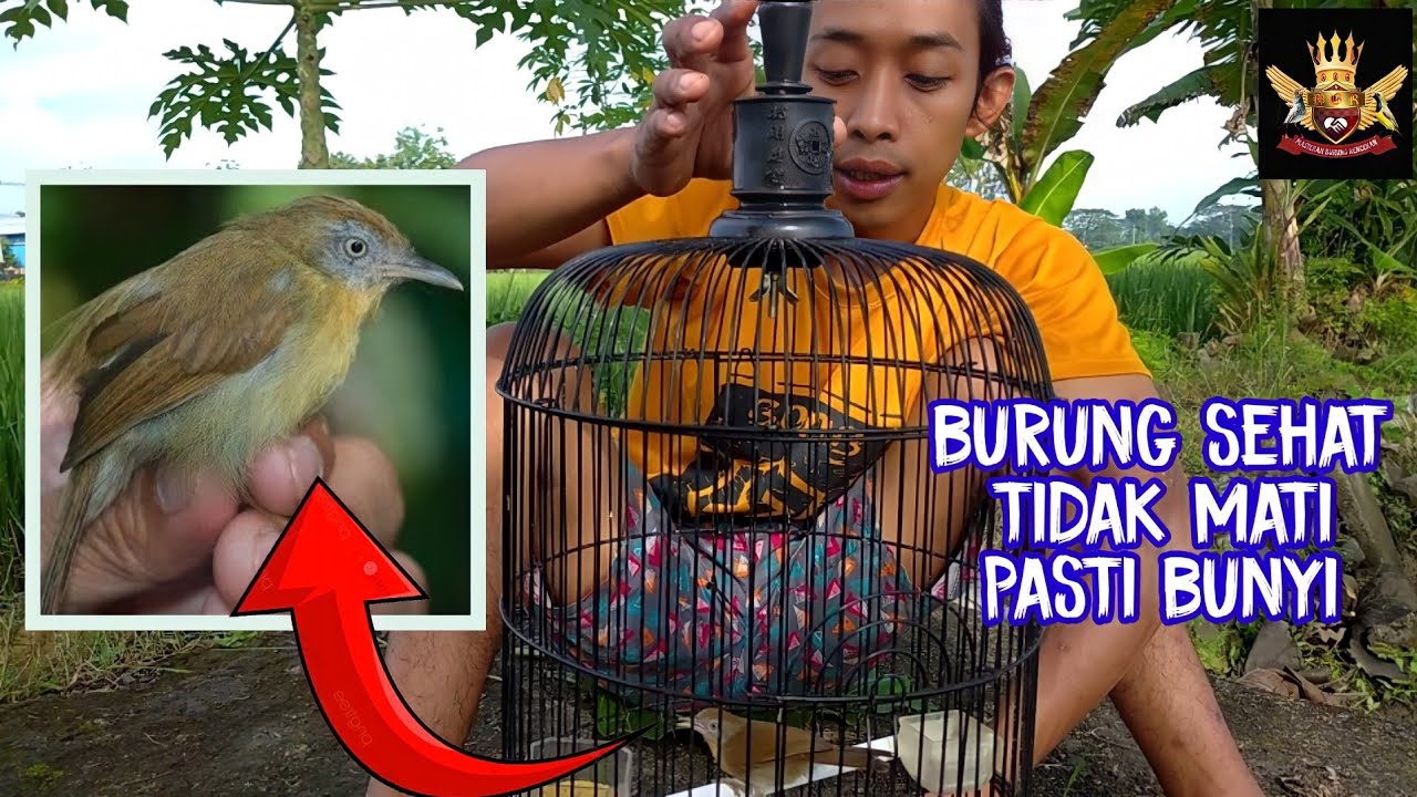 Cara Perawatan Burung Ciung Air Jawa Agar Cepat Gacor - YouTube